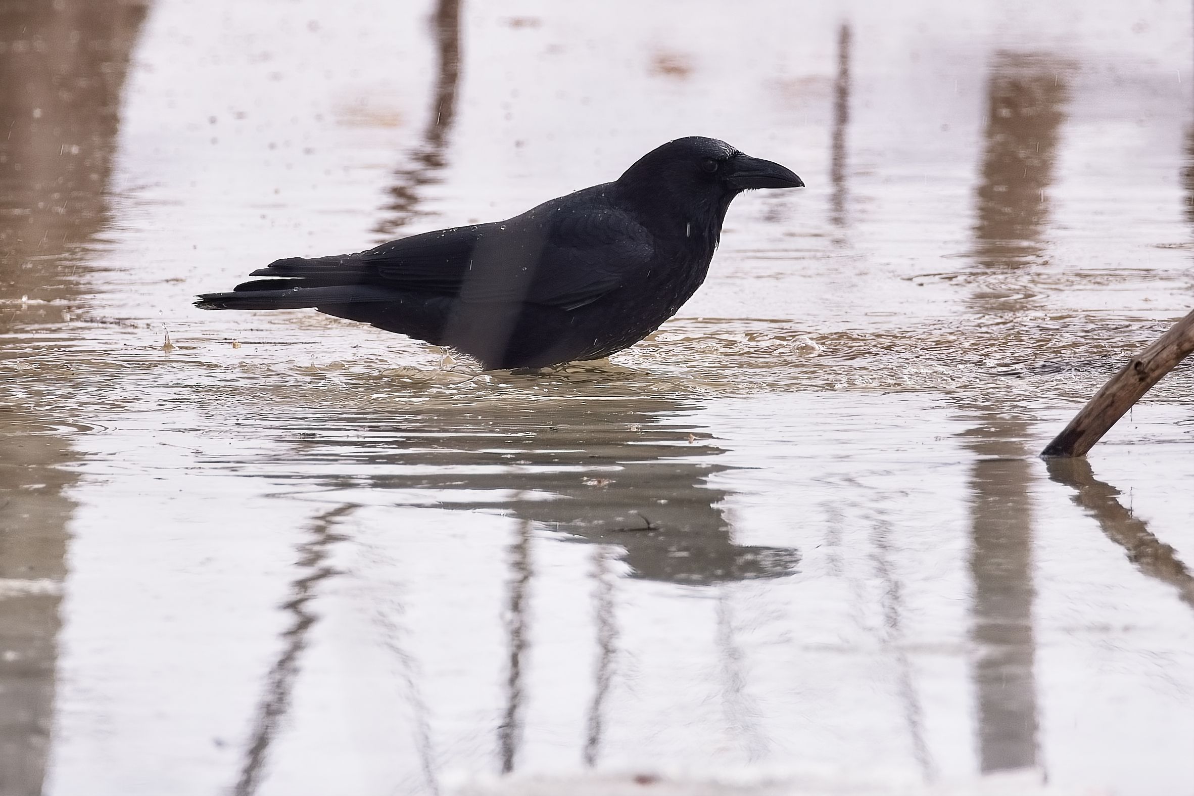 Evidence of Obama’s treason, Israel/US to attack Iran? The left starts ...