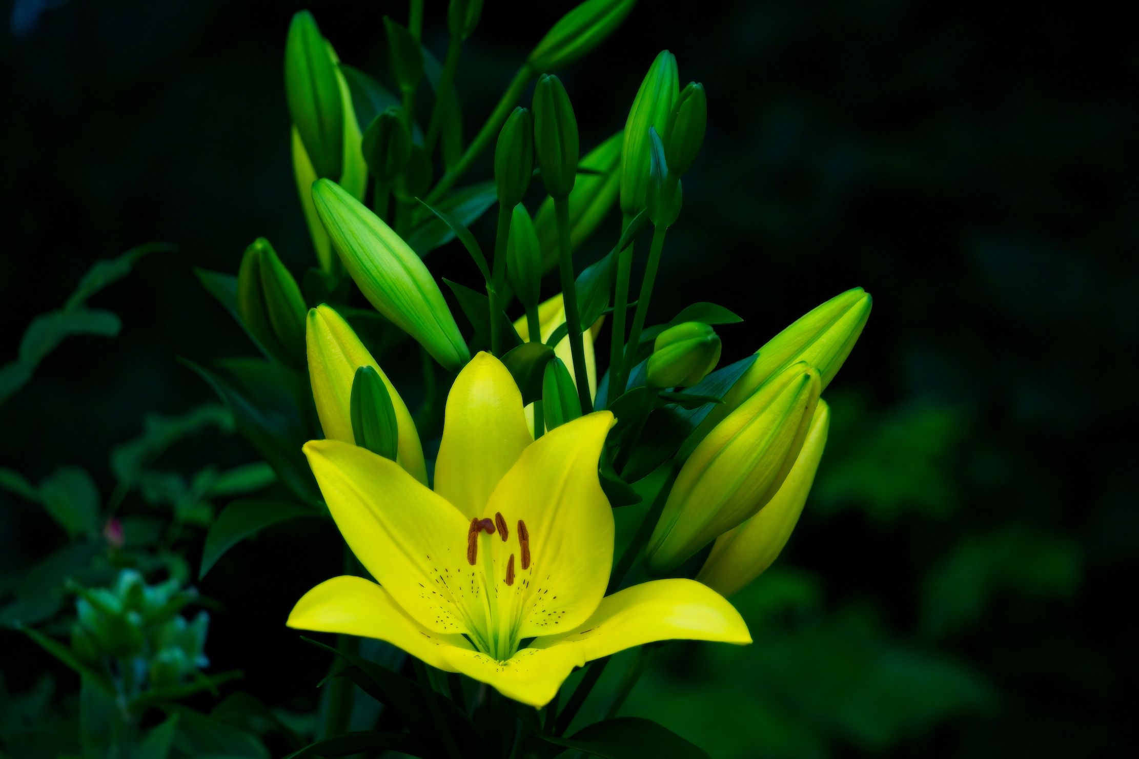 Venezuela – Vlad Tepes