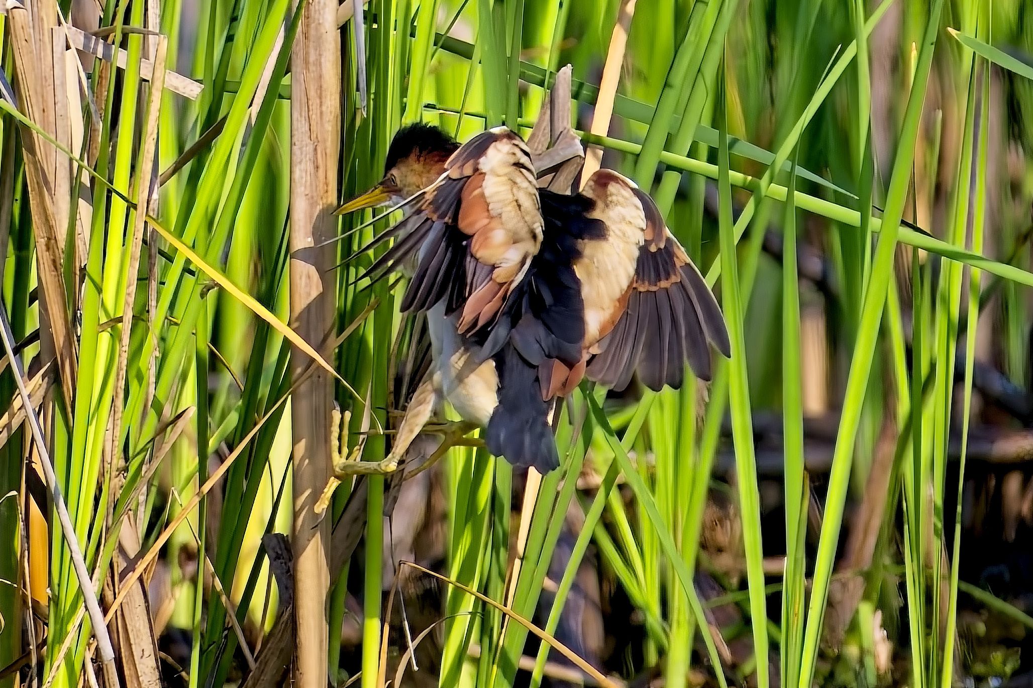 Interview with Canadian veteran and freedom fighter, Jeff Evely – Vlad ...